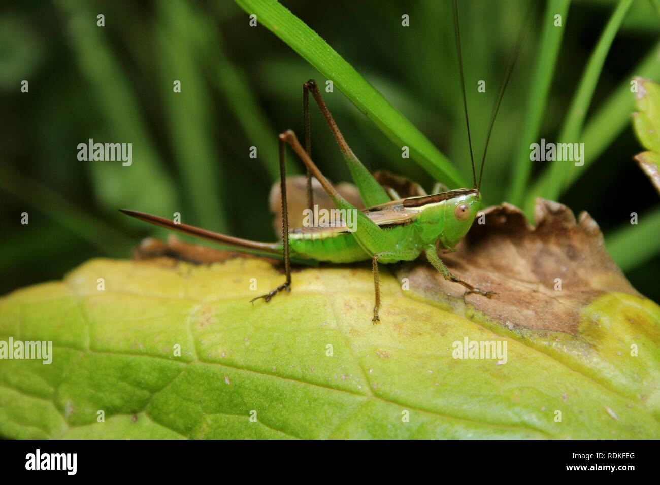 Katydid wings hi-res stock photography and images - Alamy