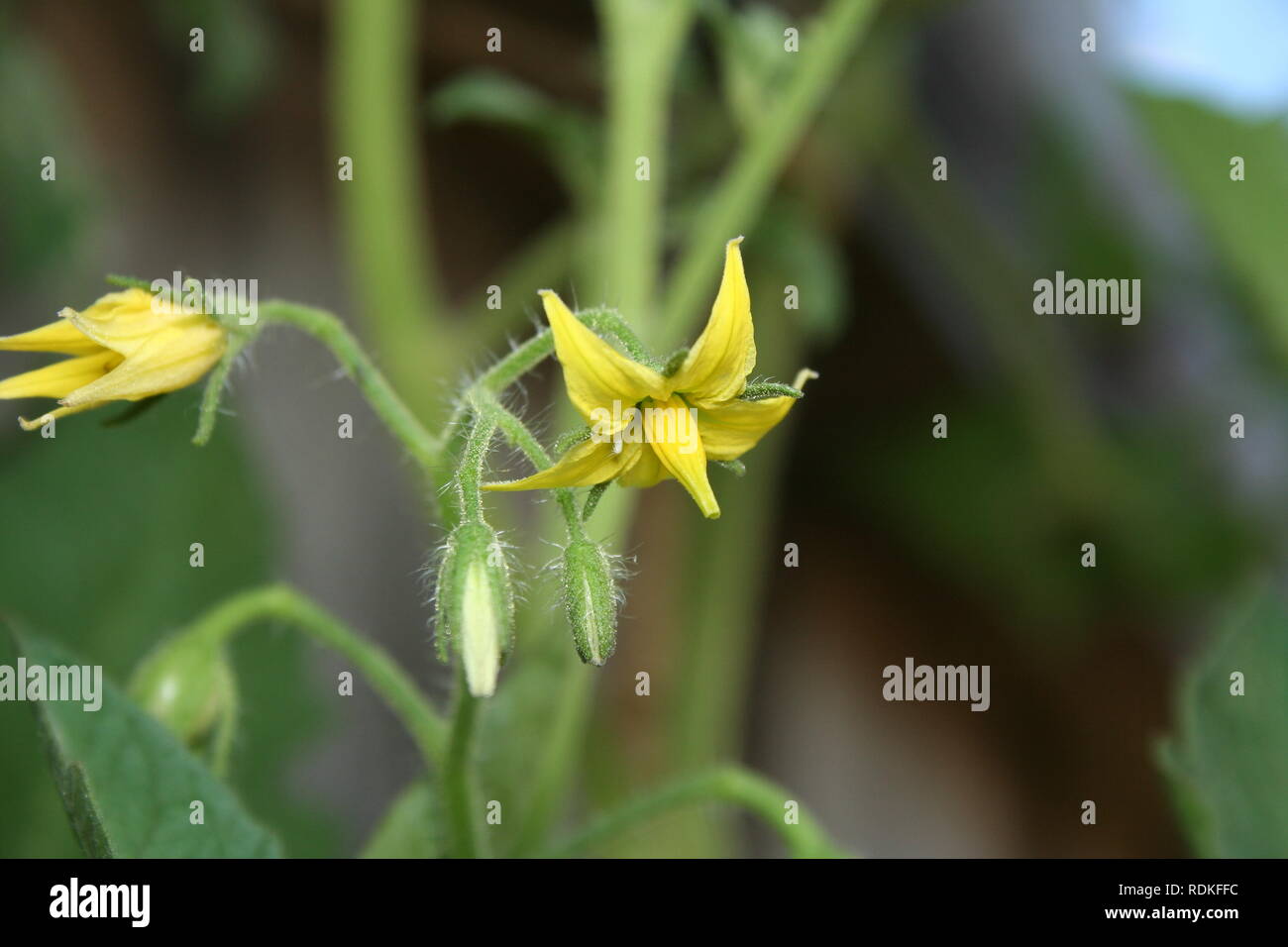 Tomato Plant Flower Stock Photo - Alamy