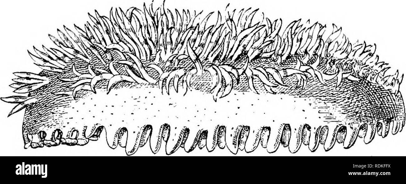 . The Cambridge natural history. Zoology. XIX ASPIDOCHIROTA—ELASIPODA ...