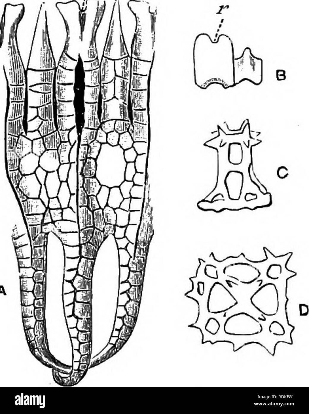 . The Cambridge natural history. Zoology. ANATOMY—CLASSIFICATION 567 ...