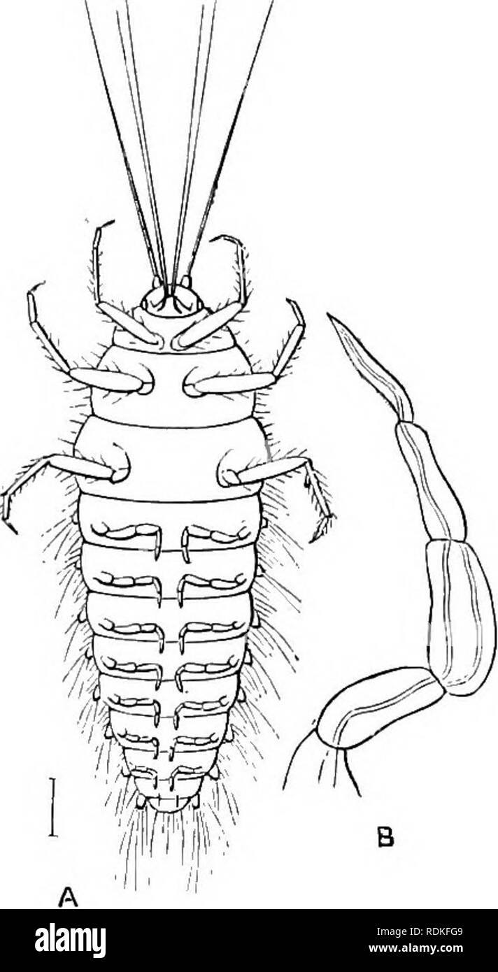 Articulated appendages Cut Out Stock Images & Pictures - Alamy