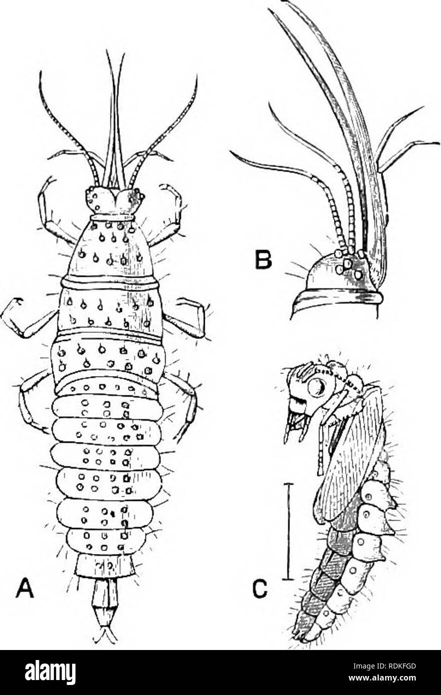 Neuroptera Larvae