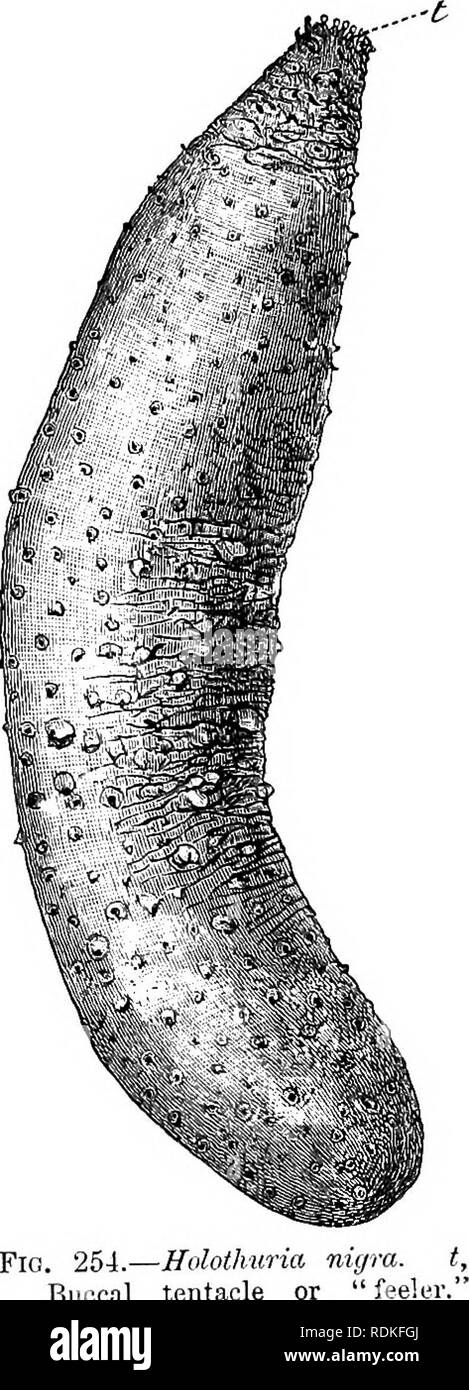 . The Cambridge natural history. Zoology. CHAP. XIX HOLOTHUROIDEA ...