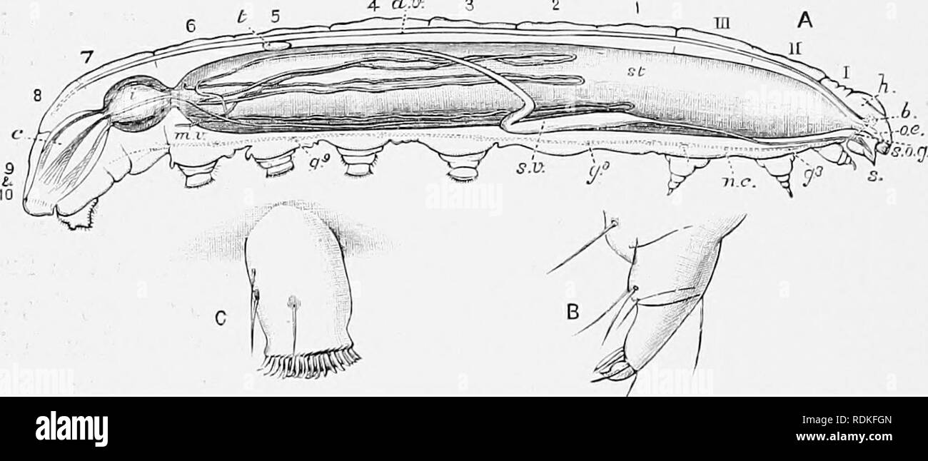 . The Cambridge natural history. Zoology. 324 LEPIDOPTERA CHAP ...