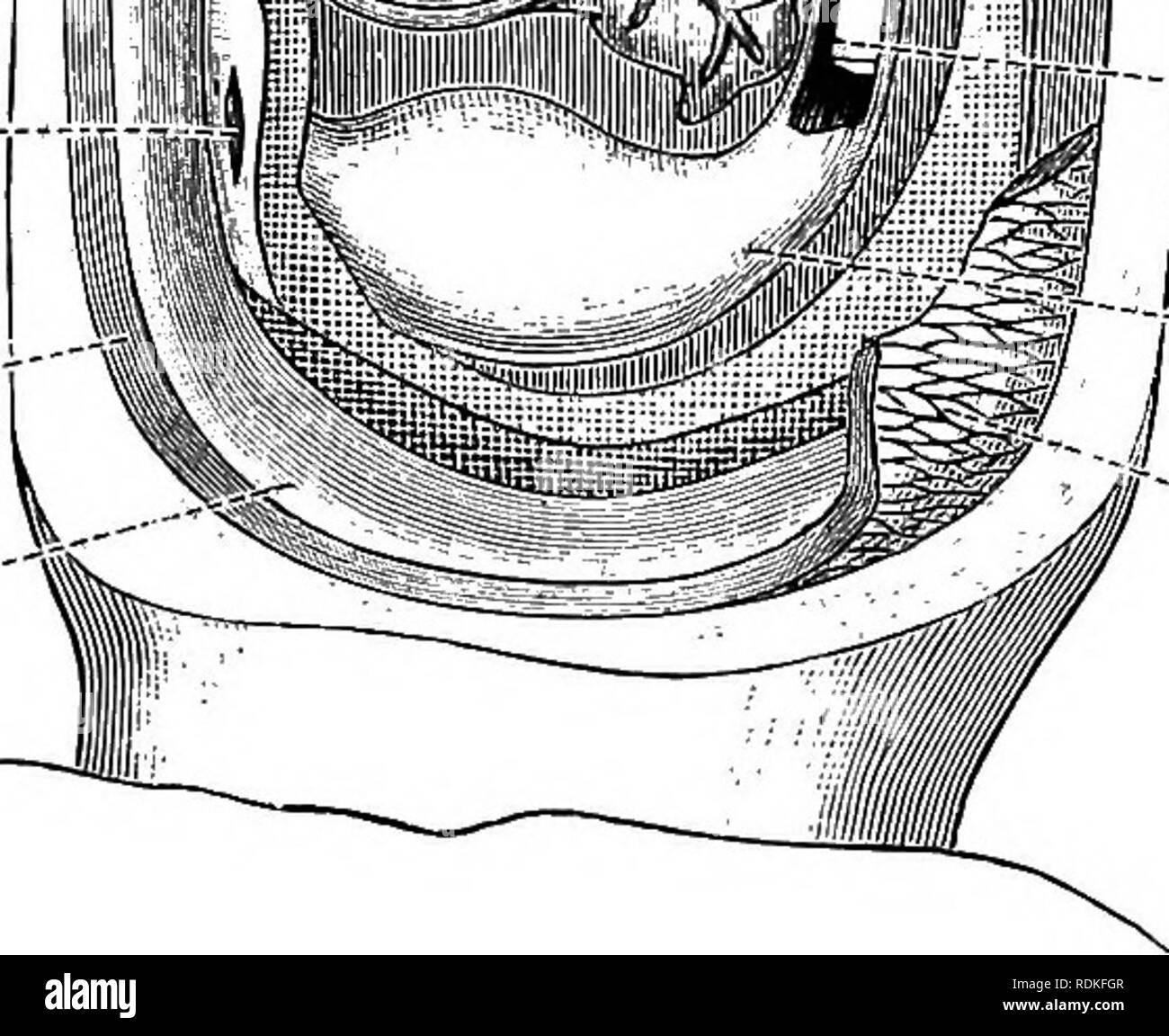 Two red blood cells hi-res stock photography and images - Alamy