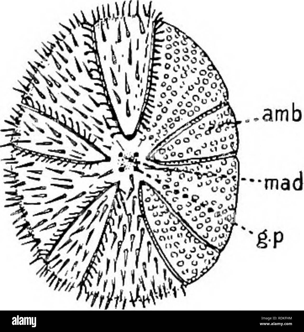 . The Cambridge natural history. Zoology. SPATANGOIDEA SS3 ing points ...