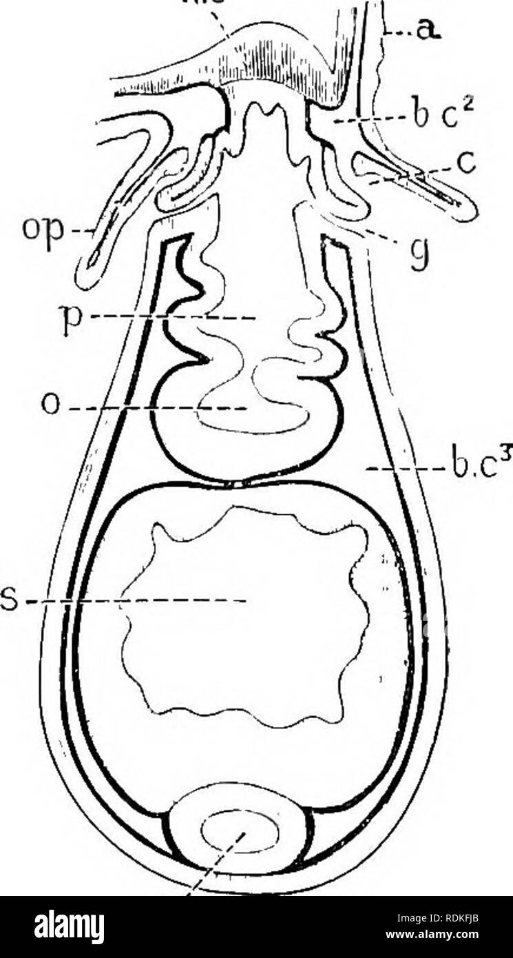 . The Cambridge natural history. Zoology. STRUCTURE OF CEPHALODISCUS 25 ...