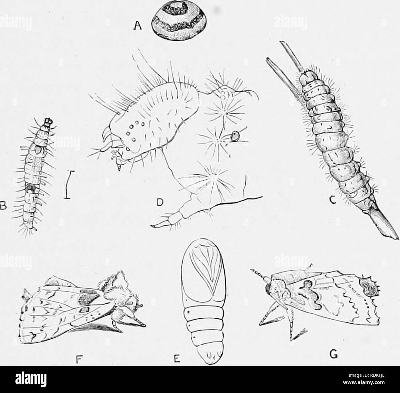. The Cambridge natural history. Zoology. LEPIDOPTERA 30s The female ...
