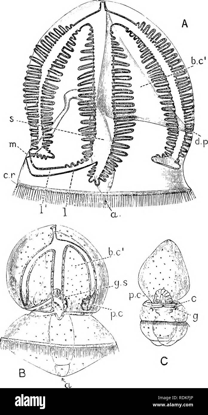 Balanus larva hi-res stock photography and images - Alamy