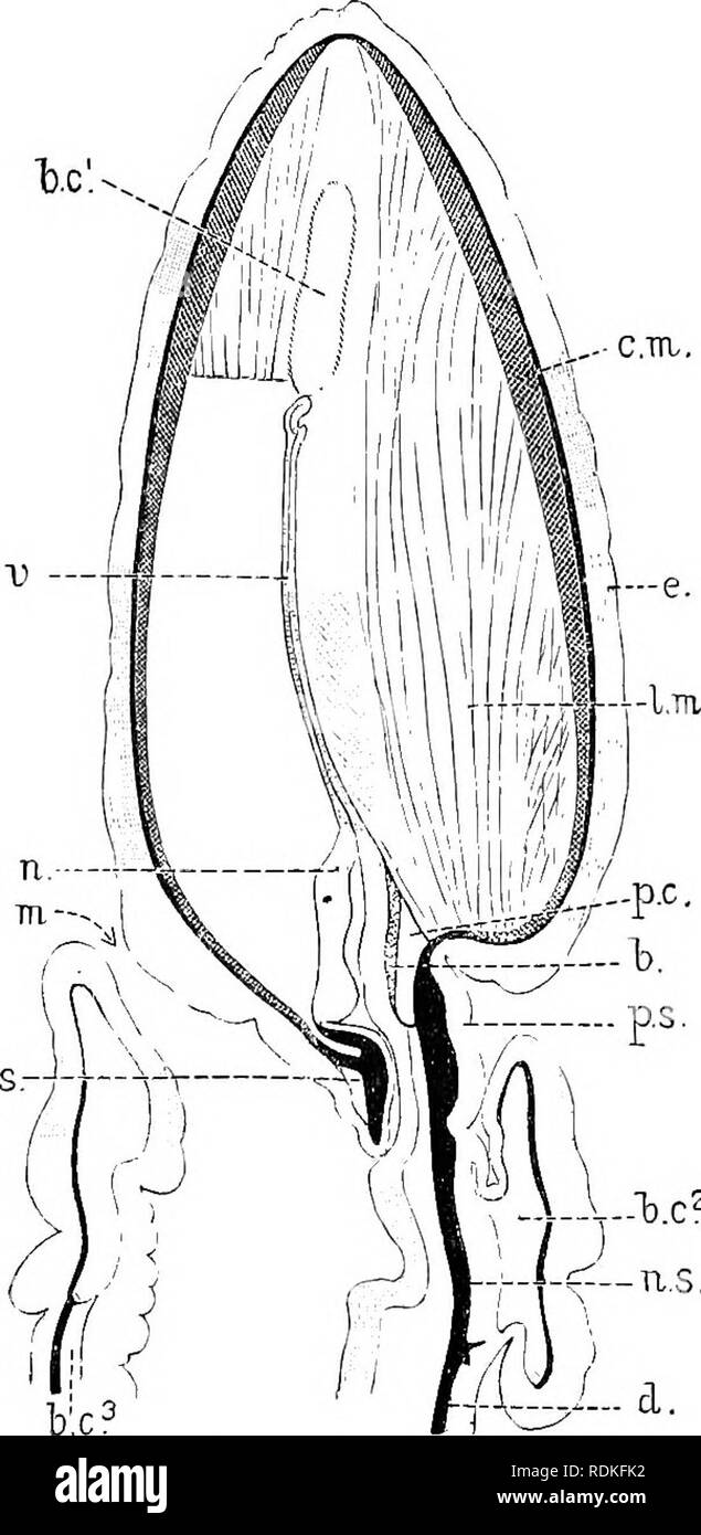 . The Cambridge natural history. Zoology. 14 HEMICHORDATA of the dorsal ...