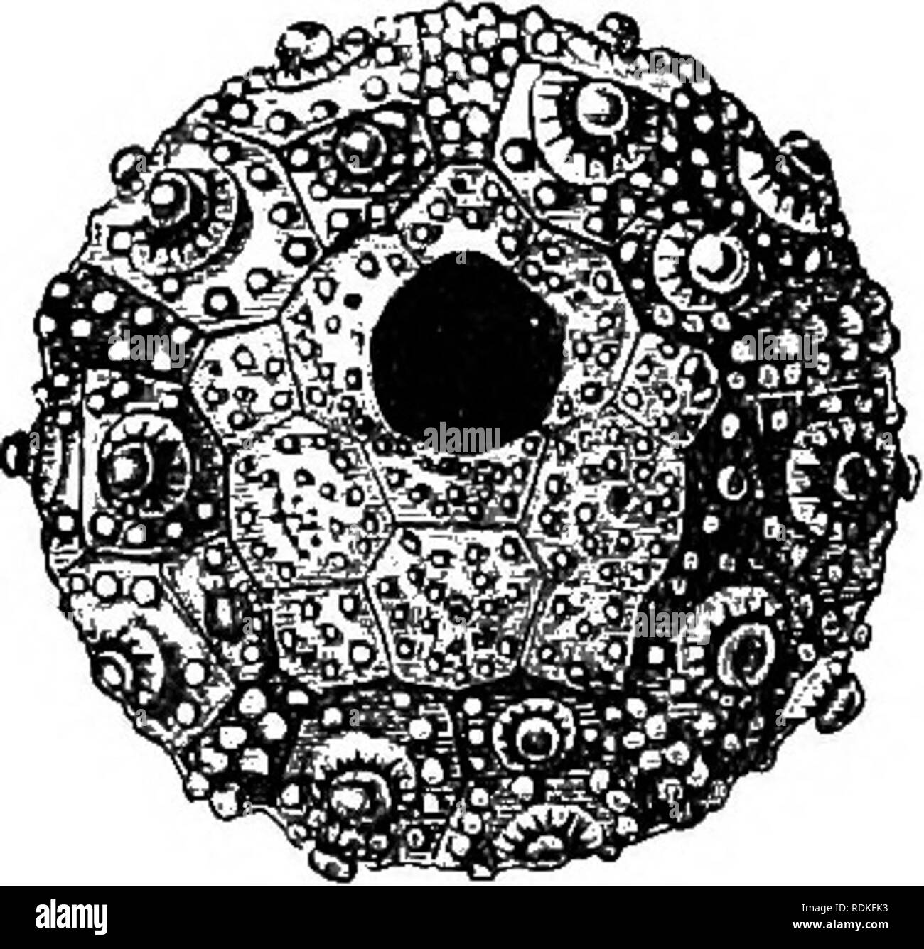 . The Cambridge natural history. Zoology. S38 ECHINODERMATA ECHINOIDEA ...