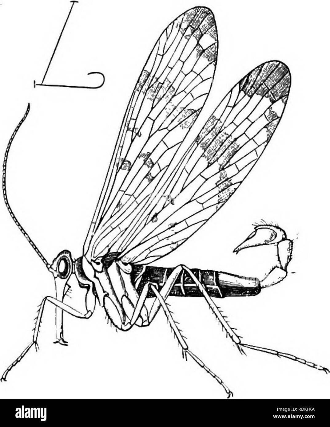 Insect determination Black and White Stock Photos & Images - Alamy