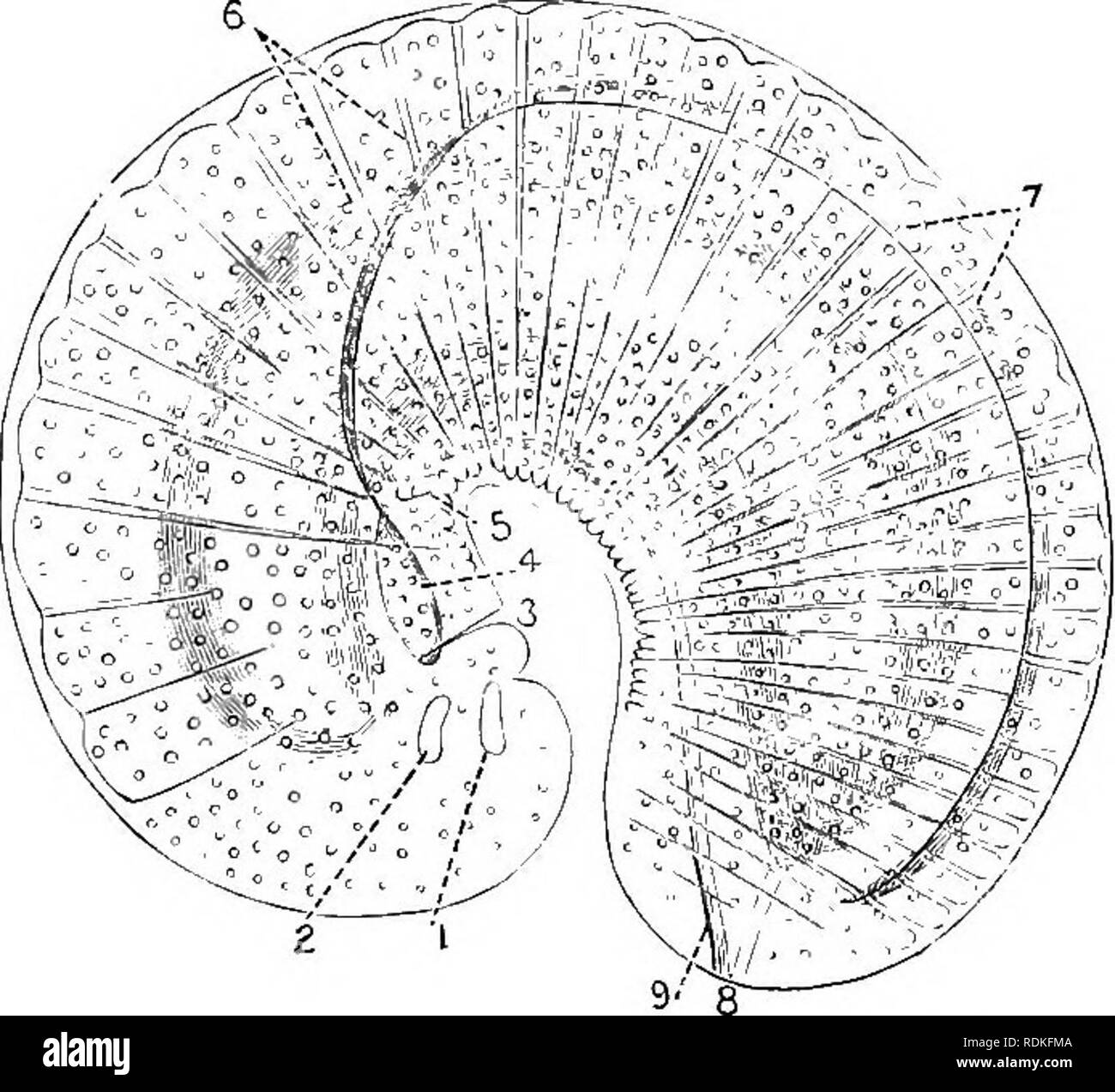Taenioides Black and White Stock Photos & Images - Alamy