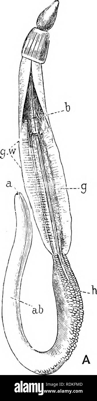 Balanoglossus Diagram