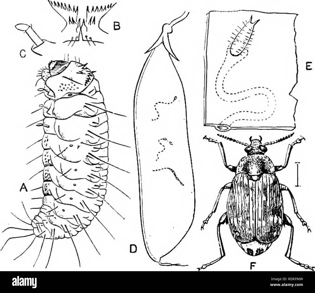 . The Cambridge natural history. Zoology. PHYTOPHAGA BRUCHIDAE 277 ...