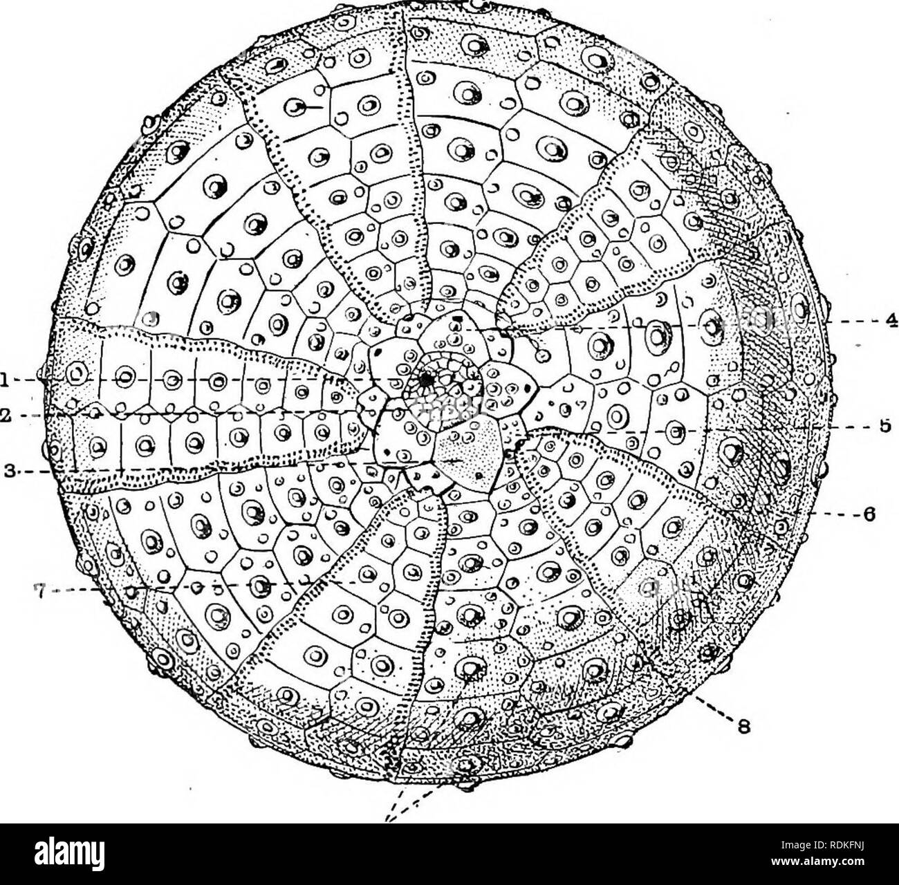 . The Cambridge natural history. Zoology. ECHINUS—CORONA 511 The number ...