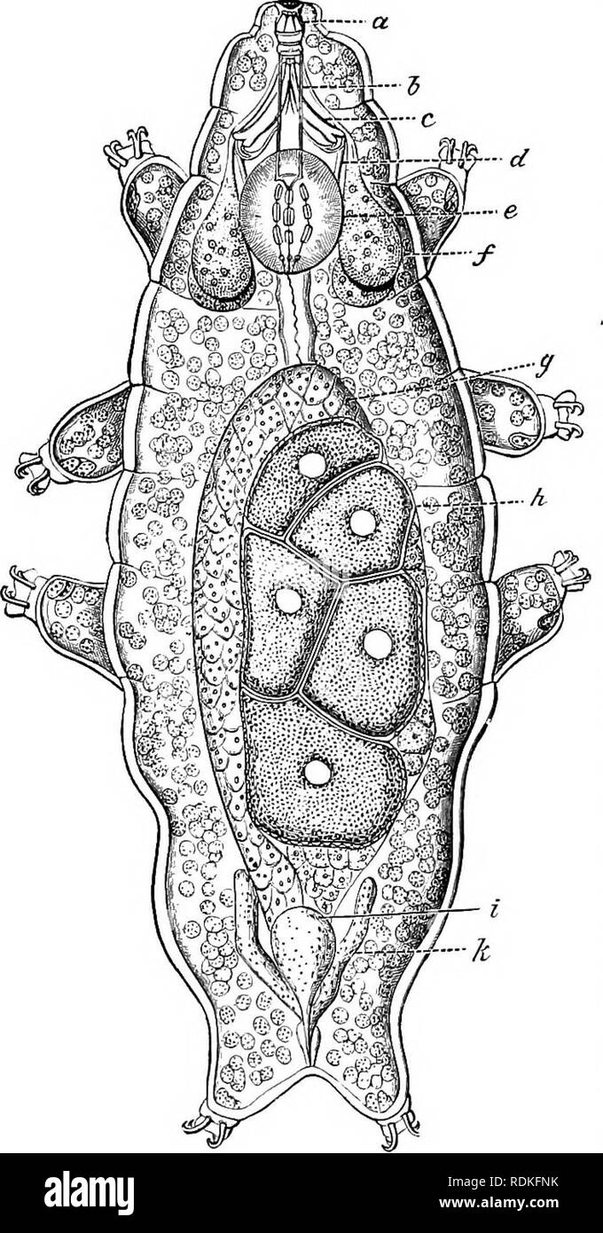 Tardigrades tardigrada Black and White Stock Photos & Images - Alamy