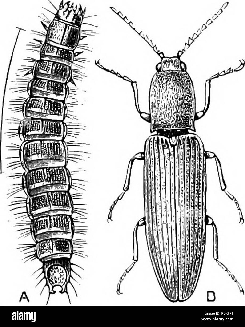 Click Beetle Anatomy Enigmatic Campyloxenus: Shedding Light On The