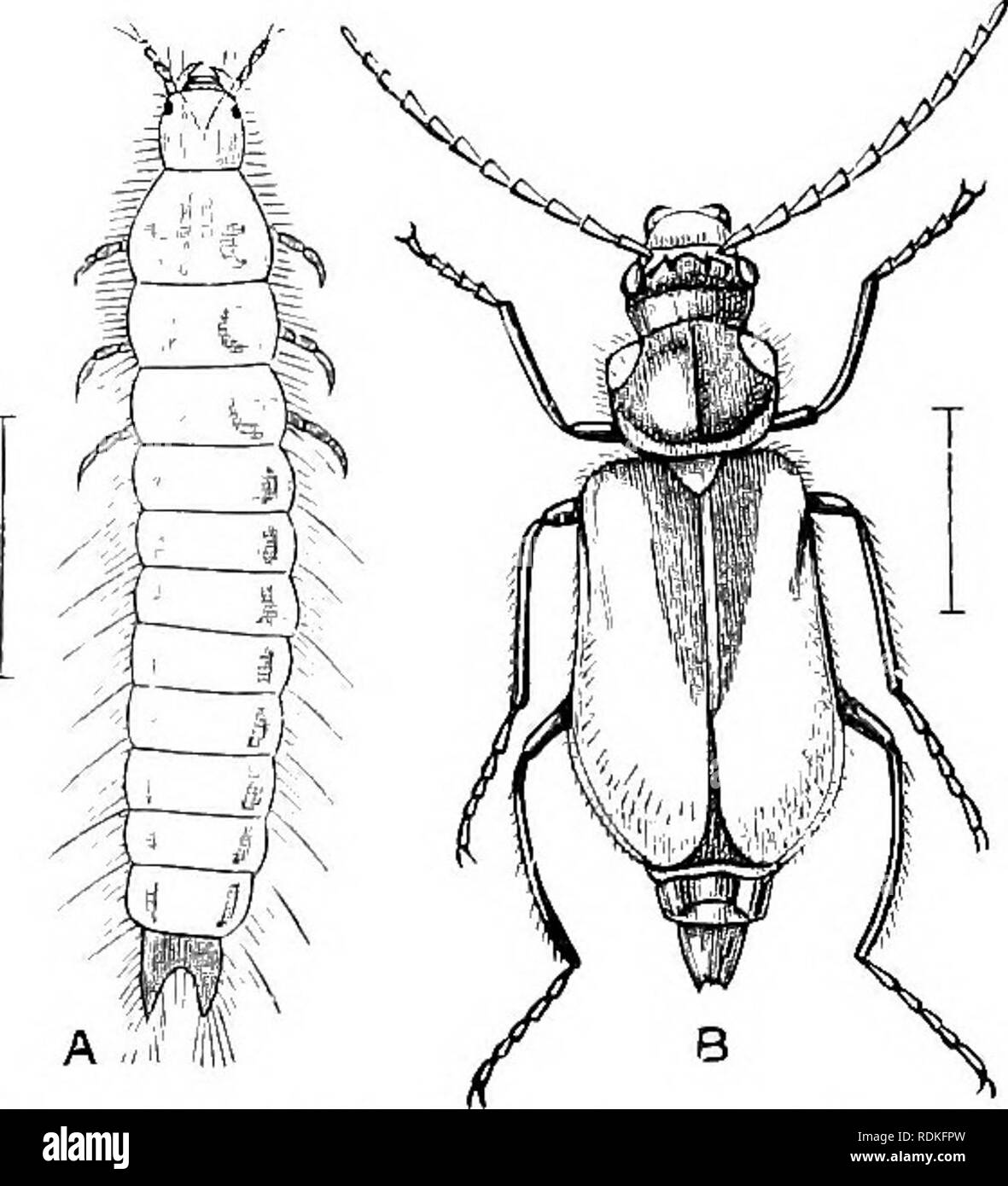 One instar Black and White Stock Photos & Images - Alamy