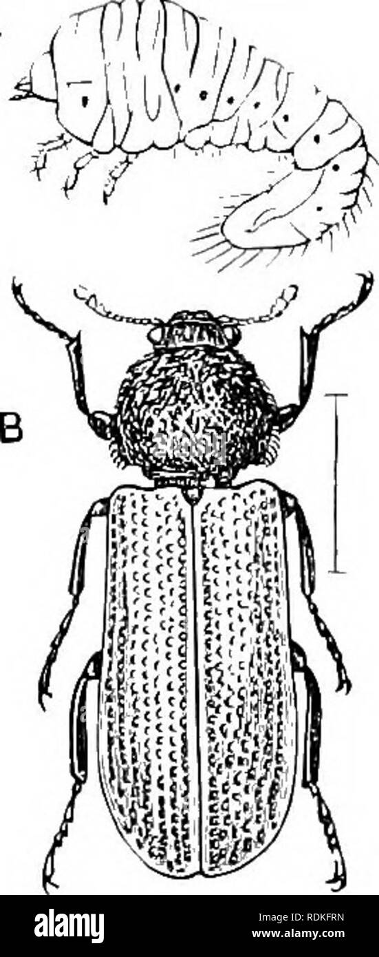 Silphidae Black and White Stock Photos & Images - Alamy