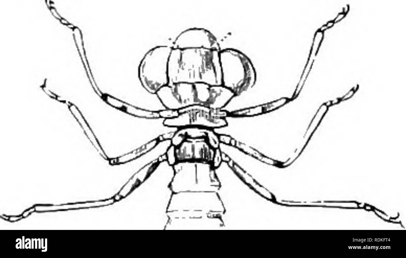 . The Cambridge natural history. Zoology. 420 NEUROPTERA. the expansion ...