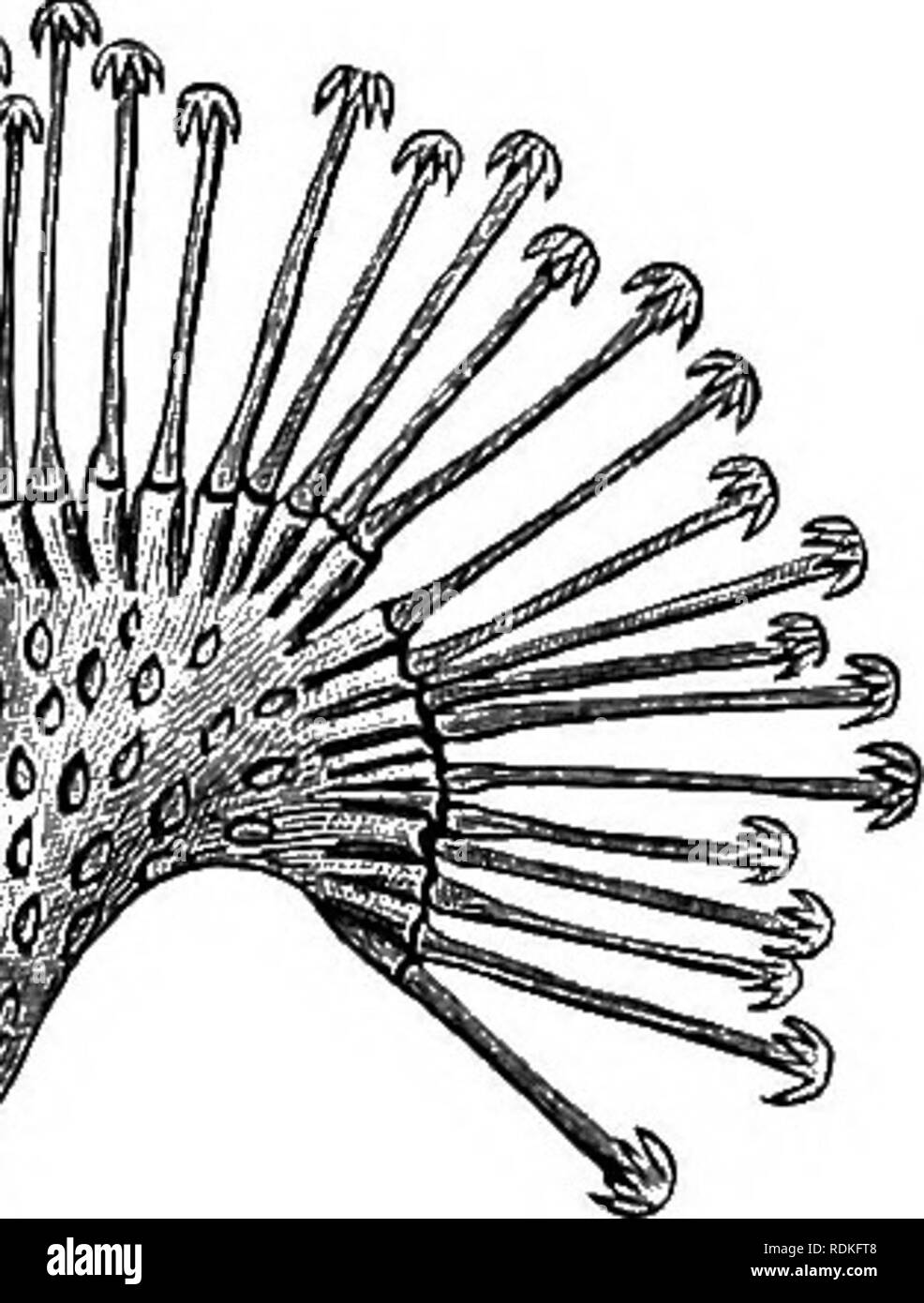 . The Cambridge natural history. Zoology. Fig. 216.—A portion of an arm ...