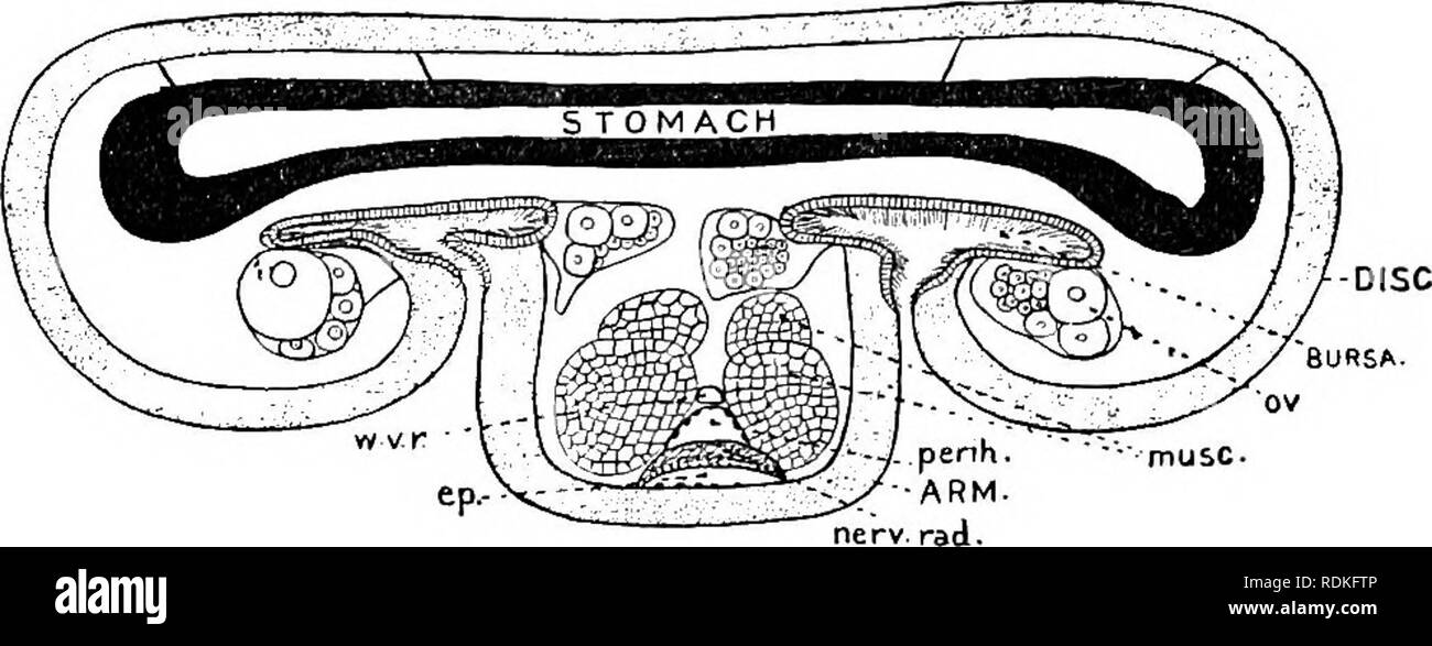 . The Cambridge natural history. Zoology. 49° ECHINODERMATA OPHIUROIDEA ...