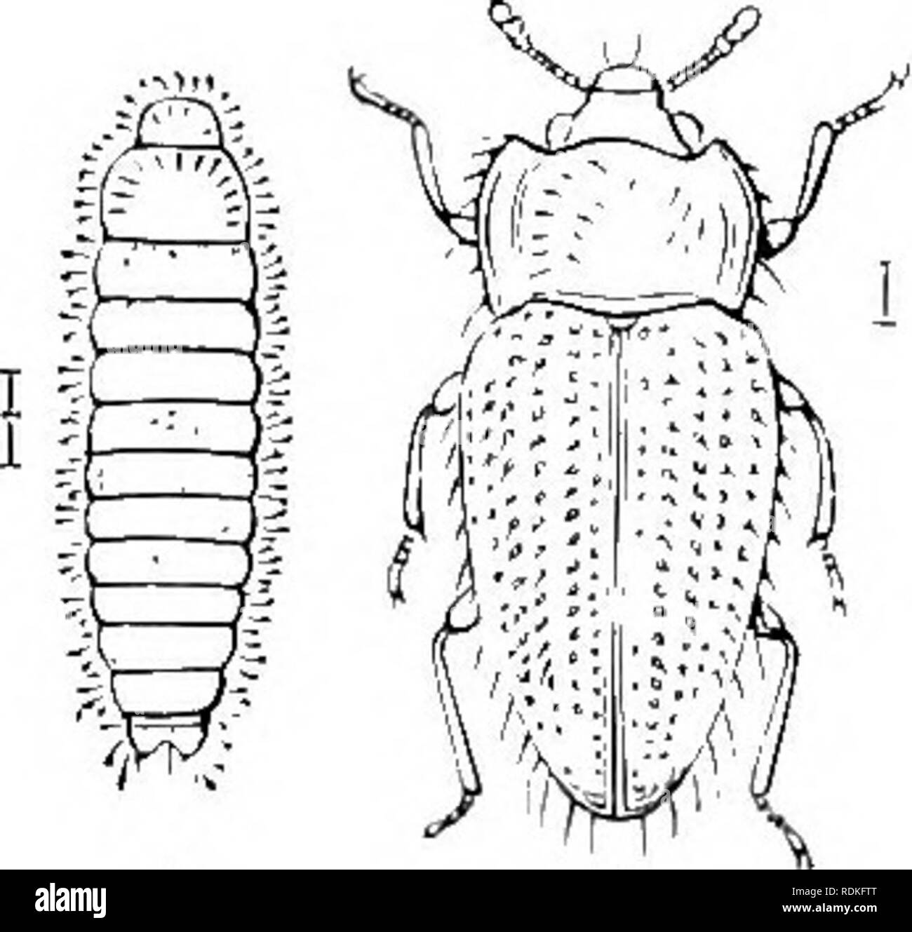 . The Cambridge natural history. Zoology. COCCINELLIDAE—KNDOMYCHIDAE ...