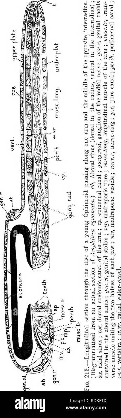 Ophiuroidea Black and White Stock Photos & Images - Alamy