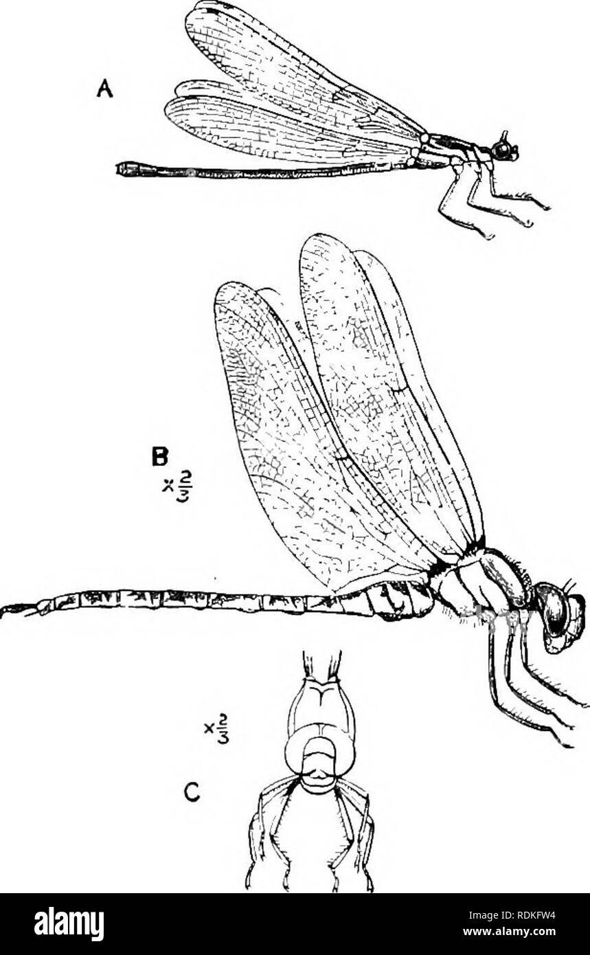 Combined head and thorax Black and White Stock Photos & Images - Alamy