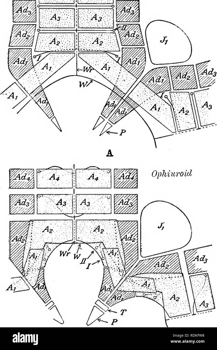 . The Cambridge natural history. Zoology. OPHIOTHRIX MOUTH-SKELETON 483 ...