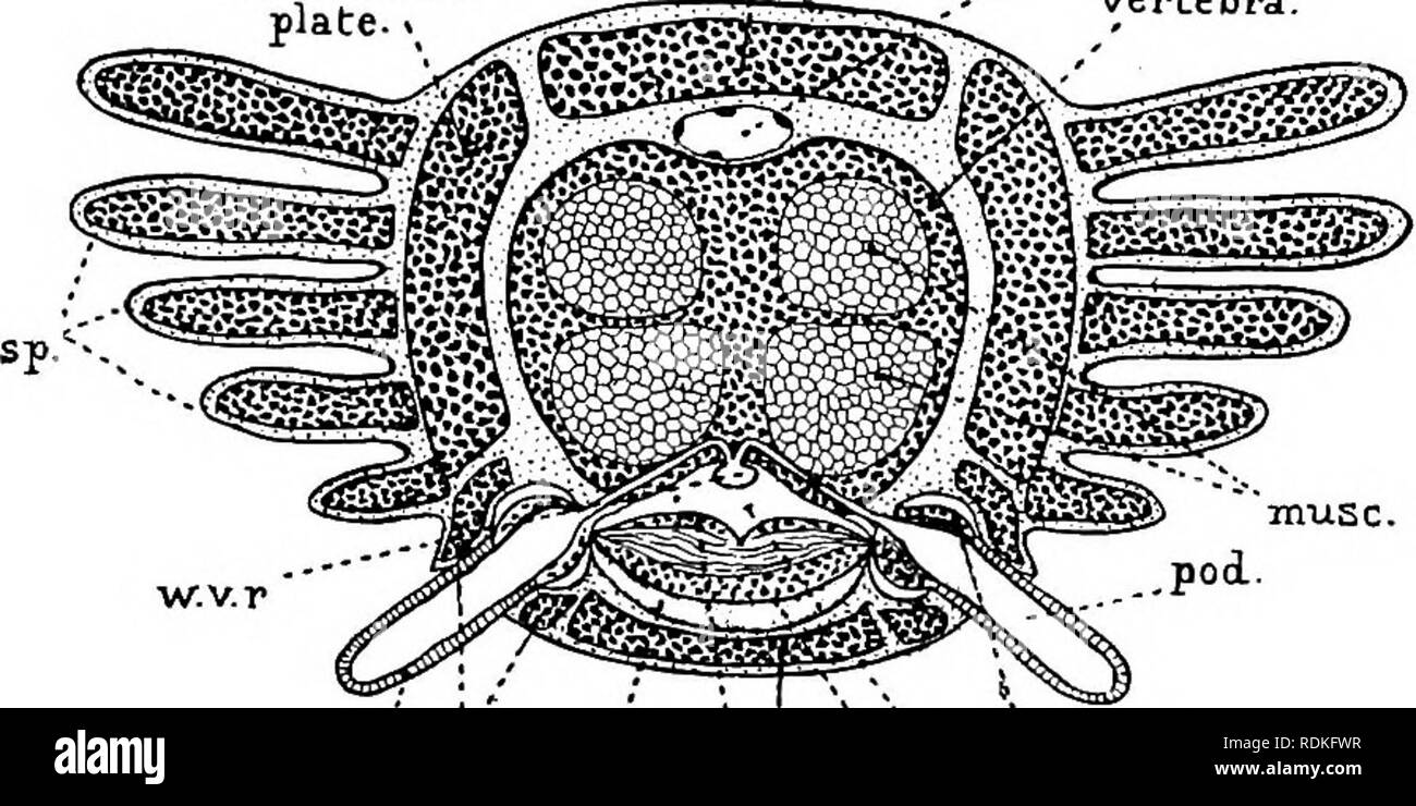 Ophiuroidea Black and White Stock Photos & Images - Alamy
