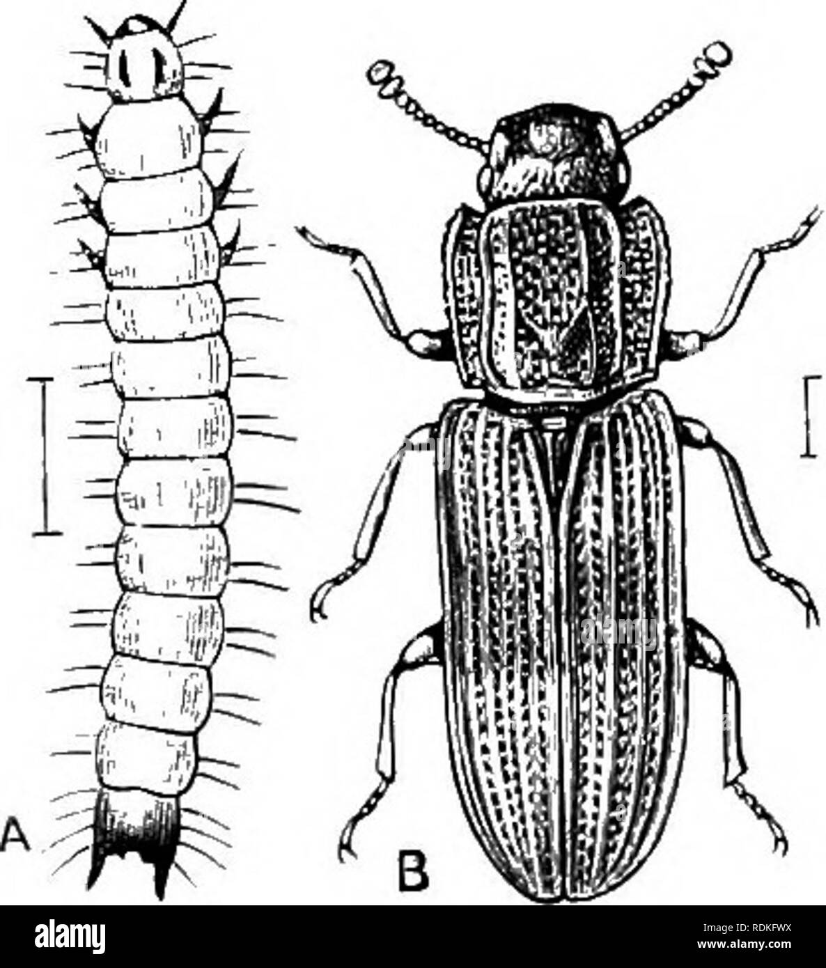 Colydiidae hi-res stock photography and images - Alamy