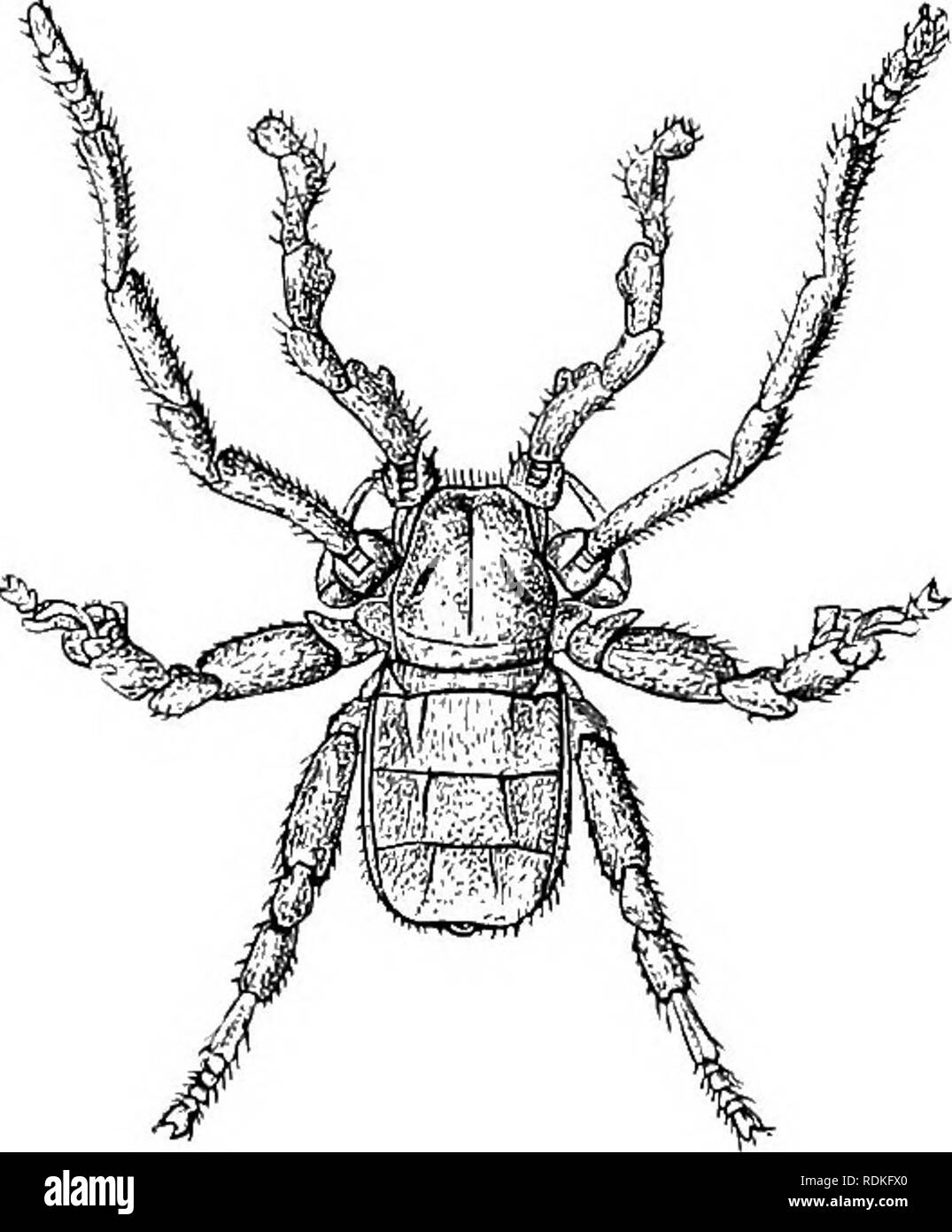 . The Cambridge natural history. Zoology. CHAPTEE XVII AKACHNIDA ...
