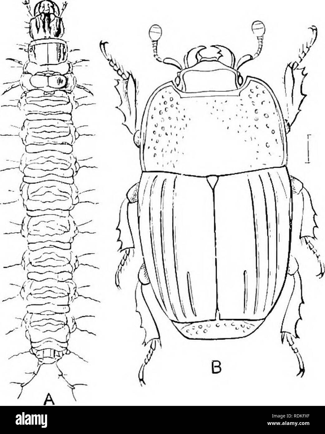 . The Cambridge natural history. Zoology. 2.so COLEOPTERA Fam. 26 ...