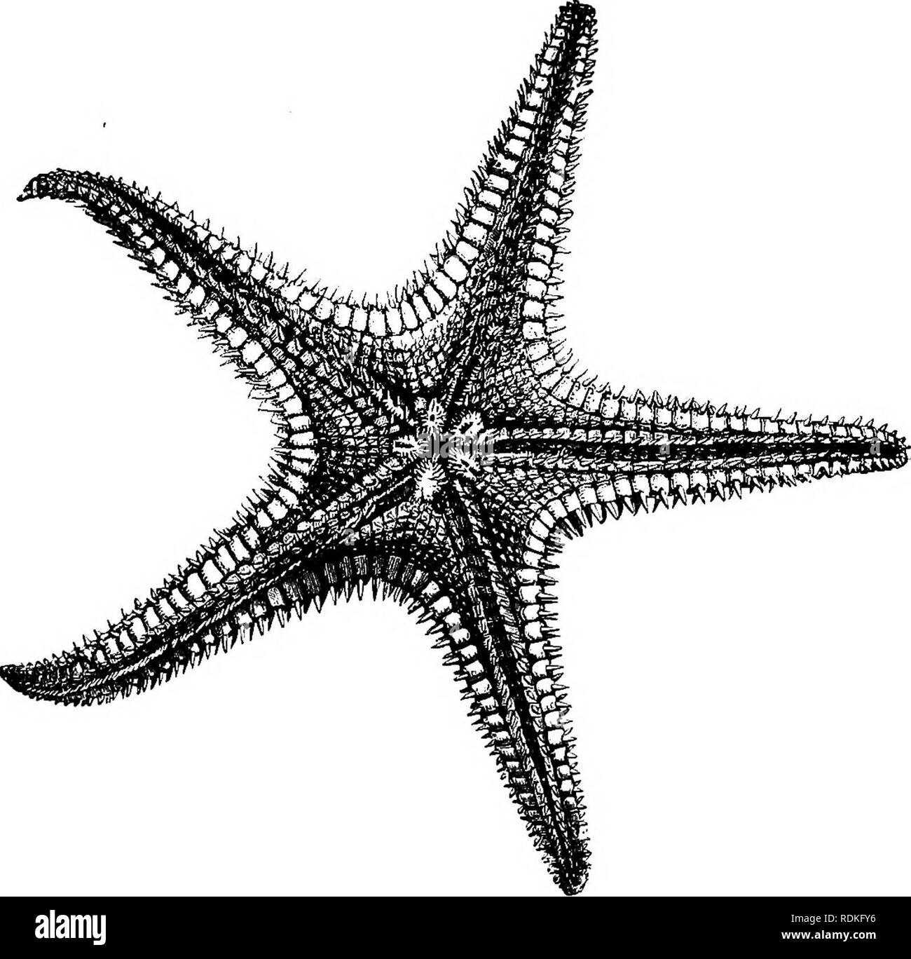 Astropecten Aurantiacus