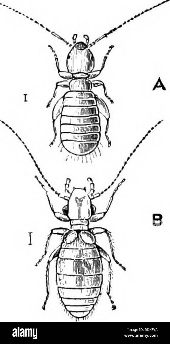 Death watch beetle hi-res stock photography and images - Alamy