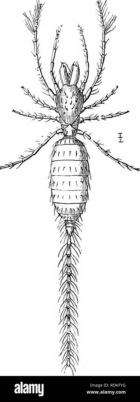 Palpigradi High Resolution Stock Photography and Images - Alamy