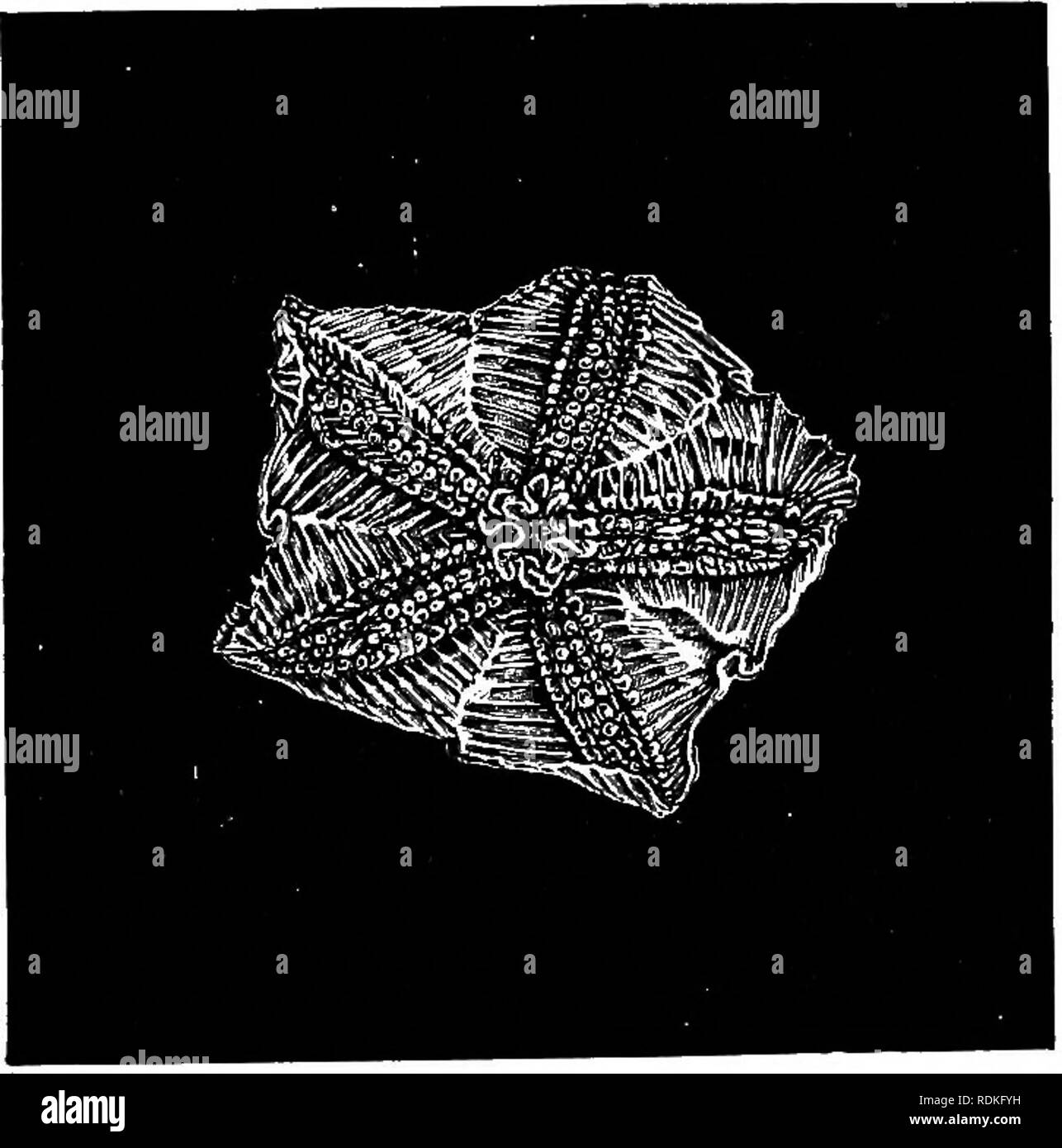 Oral pouch hi-res stock photography and images - Alamy