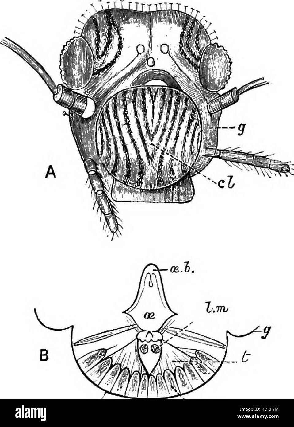 . The Cambridge natural history. Zoology. Fig. 242.—Traijsverse ...
