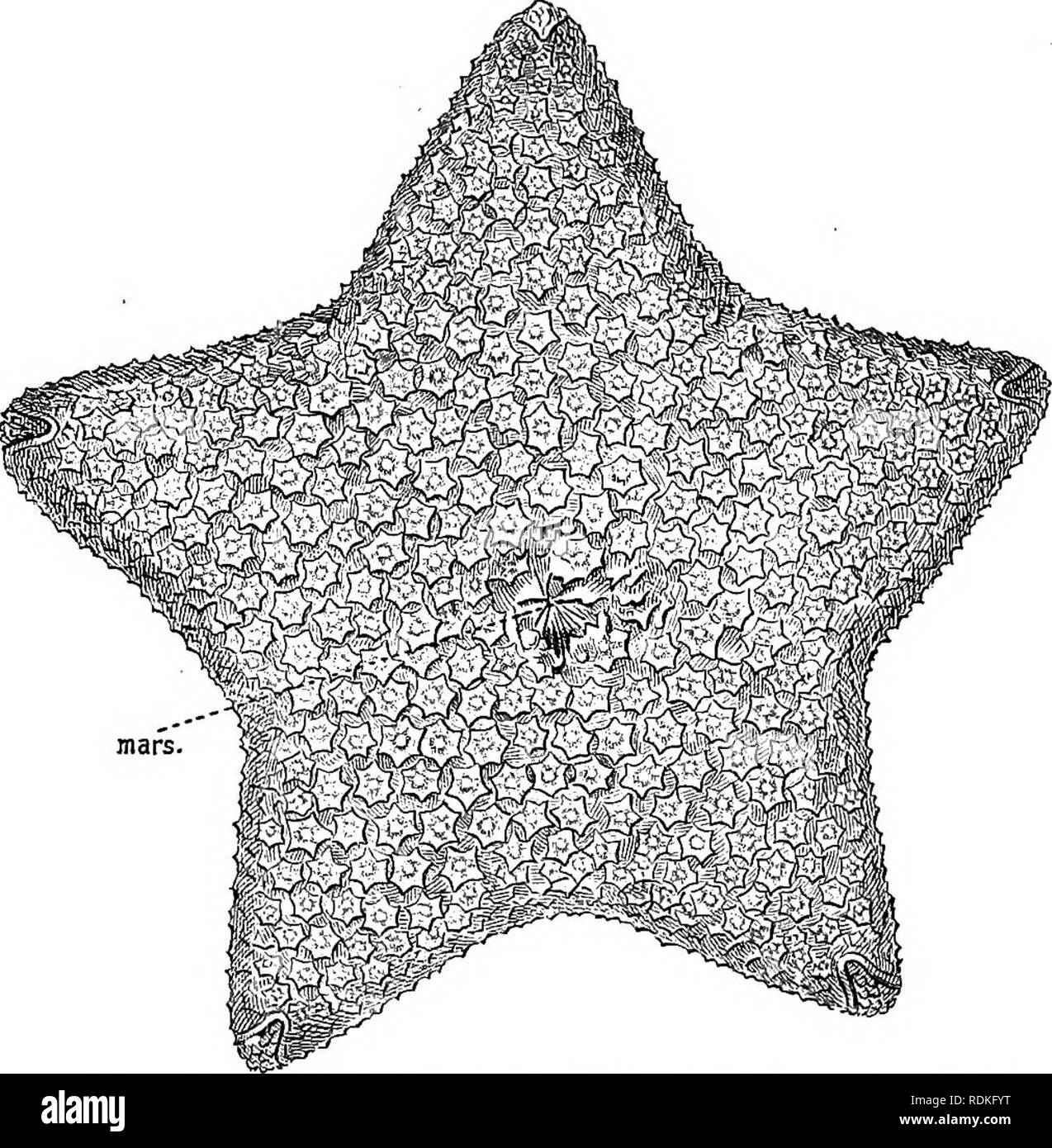 Pteraster stellifer Black and White Stock Photos & Images - Alamy