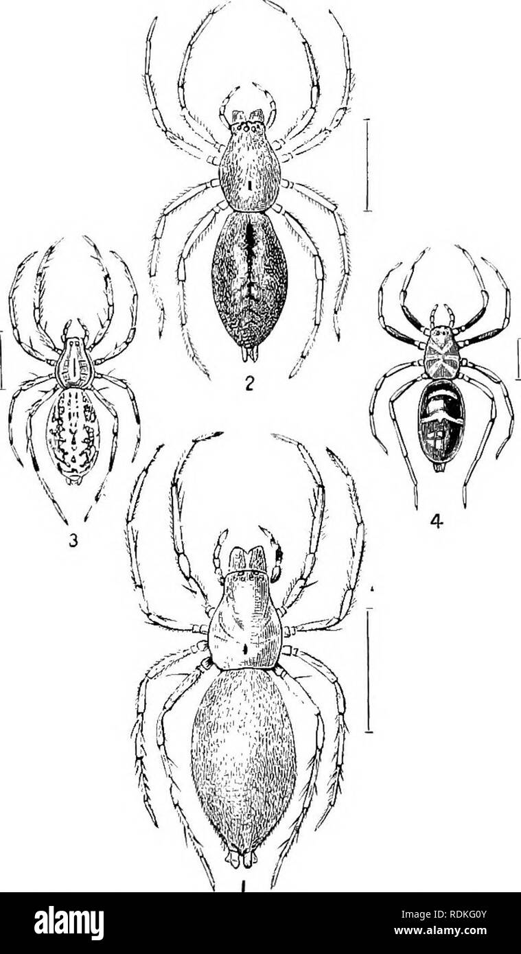 . The Cambridge natural history. Zoology. 396 ARACHNIDA—ARANEAE twenty ...