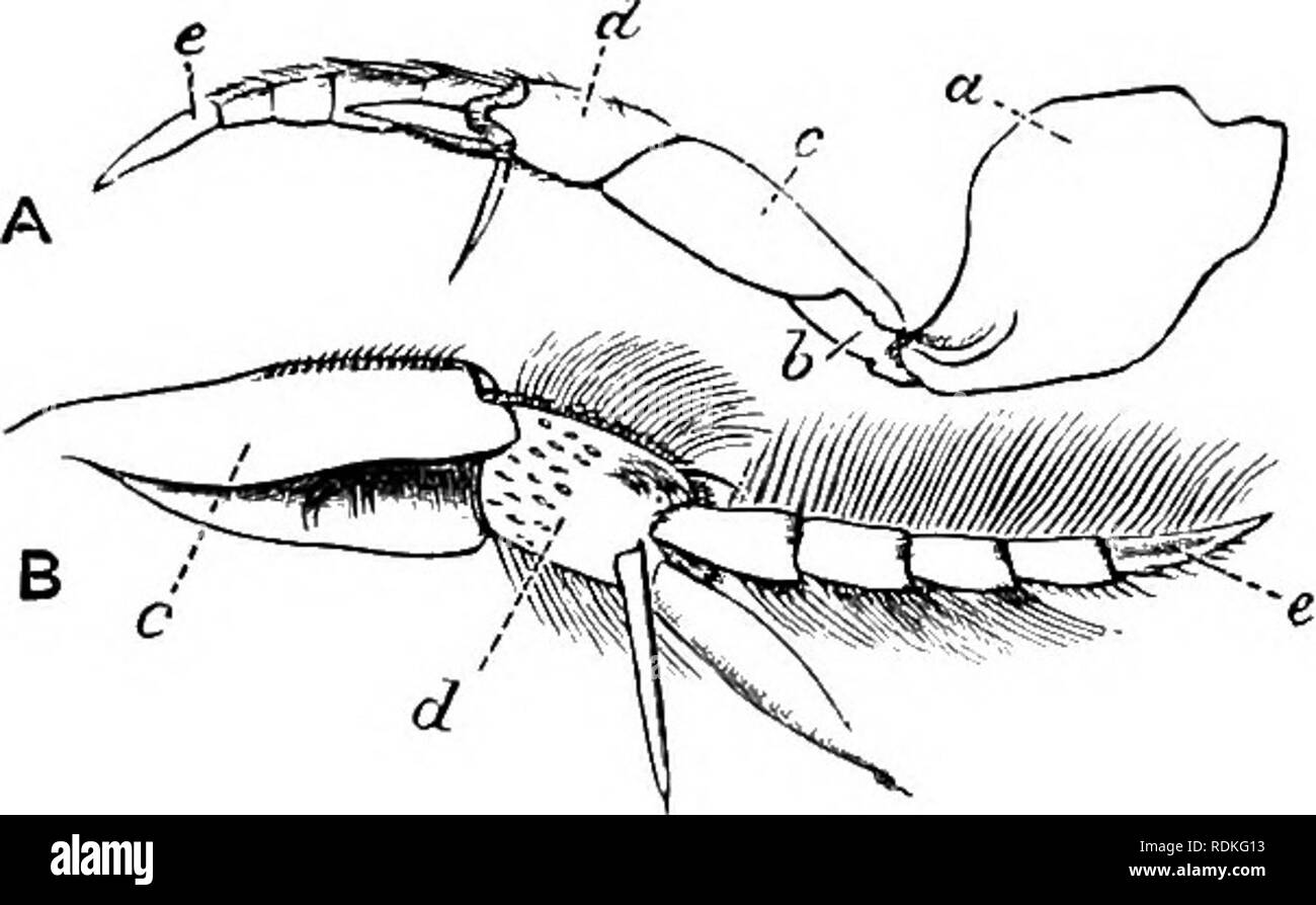 . The Cambridge natural history. Zoology. ADEPHAGA—WATER-BEETLES 21 I ...