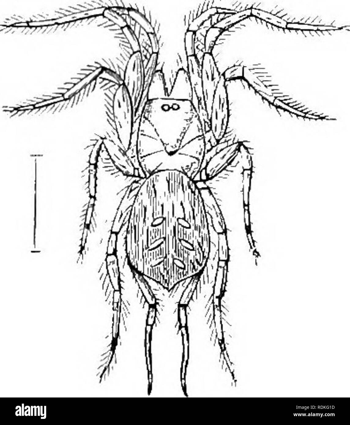 Spider world weave Cut Out Stock Images & Pictures - Alamy