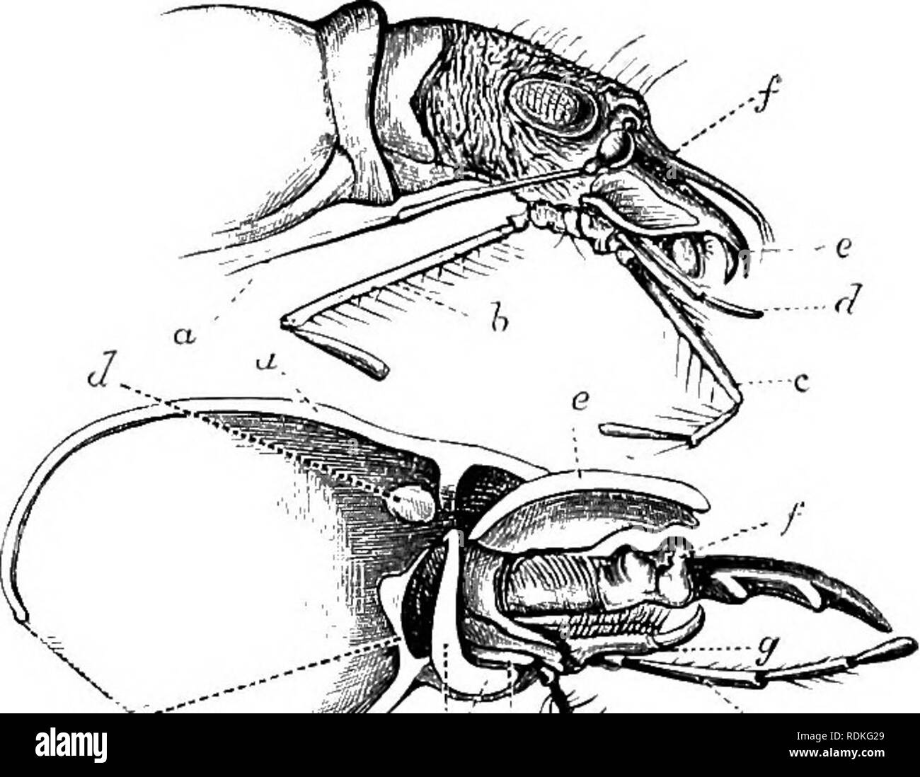 Tiger beetles Black and White Stock Photos & Images - Alamy