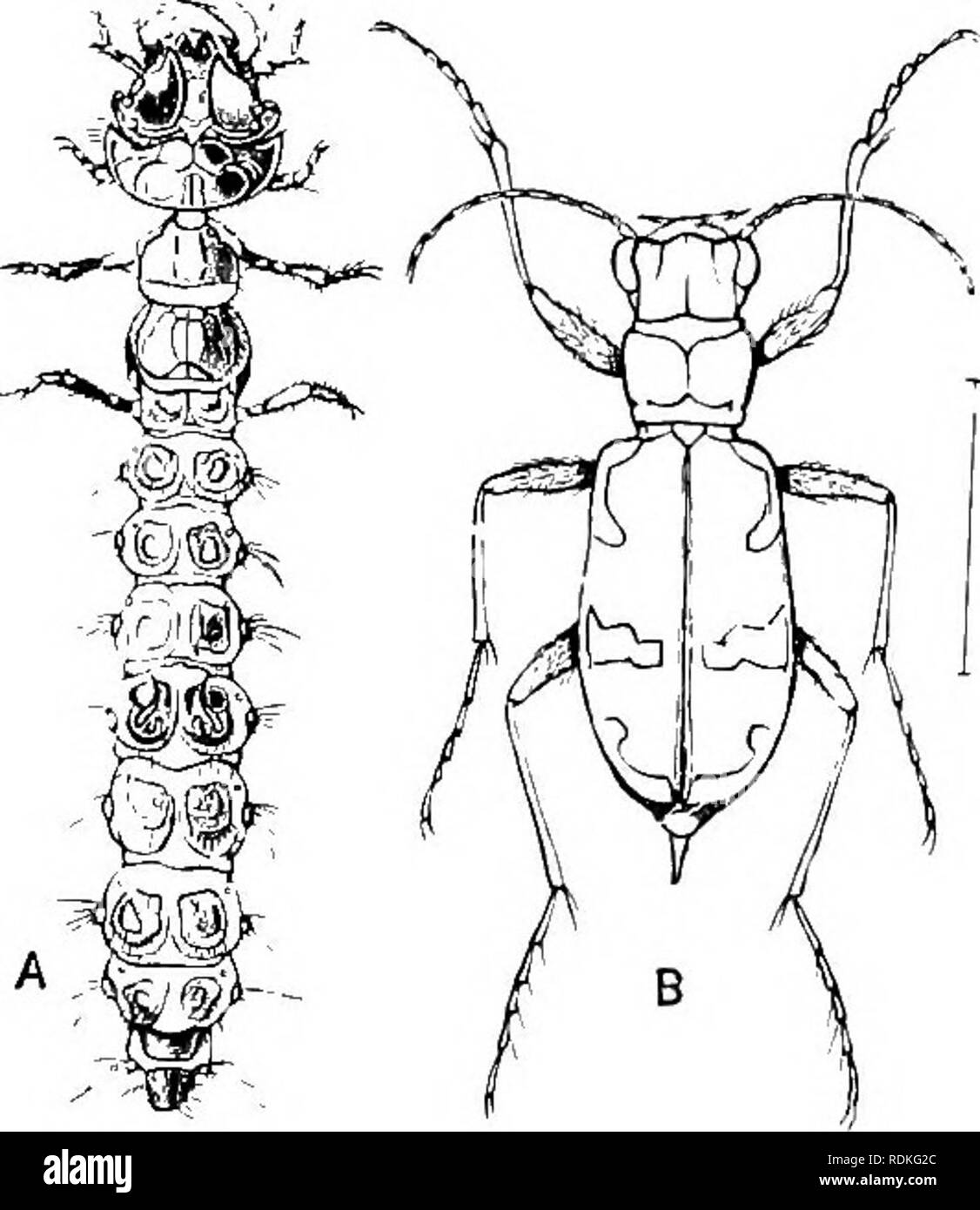 Powerful beetle mandibles hi-res stock photography and images - Alamy