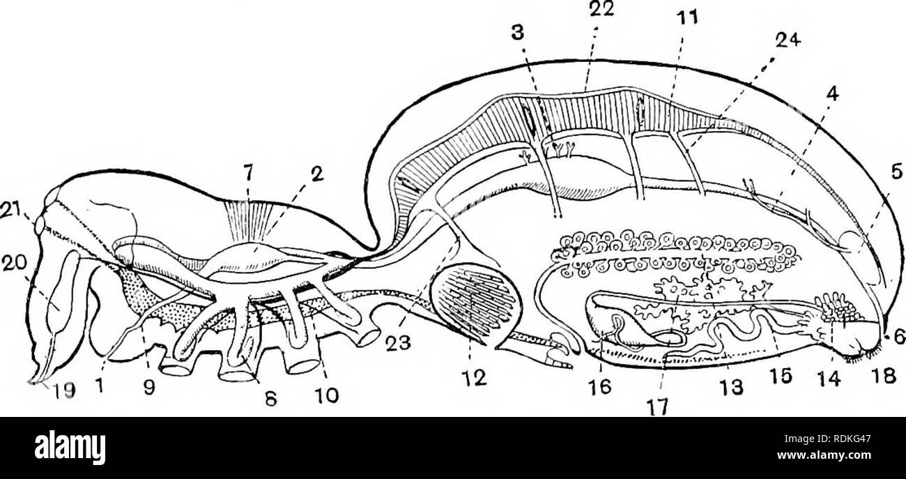 . The Cambridge natural history. Zoology. 33- ARACHNIDA'—ARANEAE ...