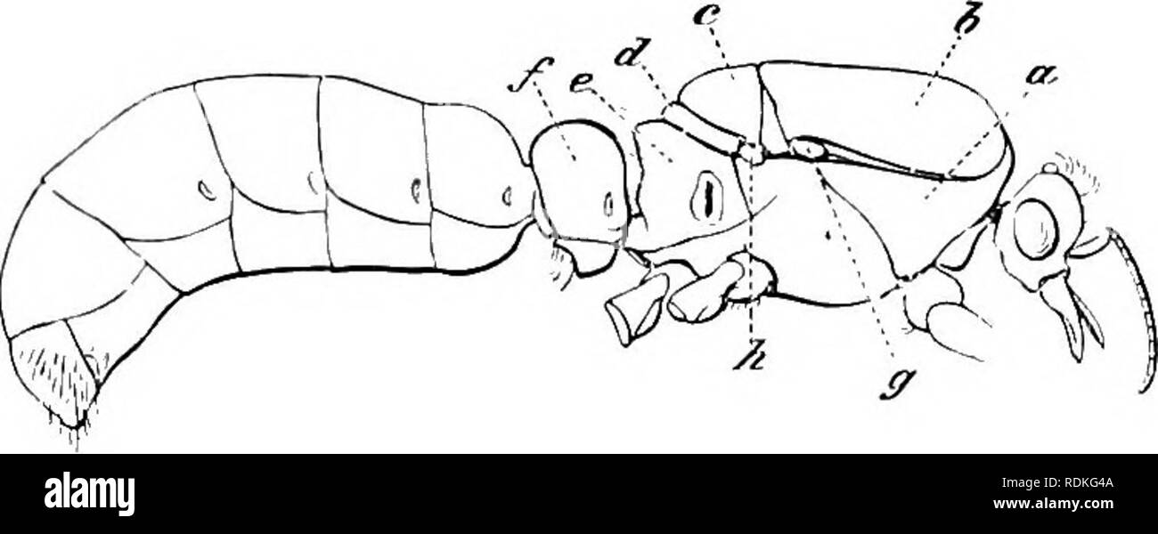 . The Cambridge natural history. Zoology. DORYLIDES DRIVER ANTS 179. cL ...