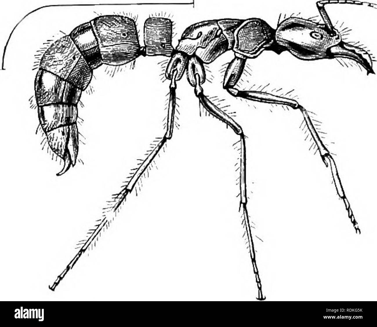 Bulldog Ant Drawing