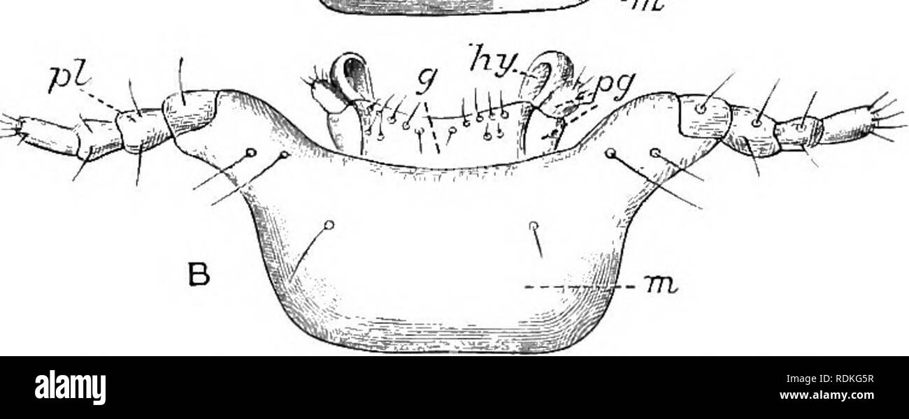 . The Cambridge natural history. Zoology. under side of the head. The ...